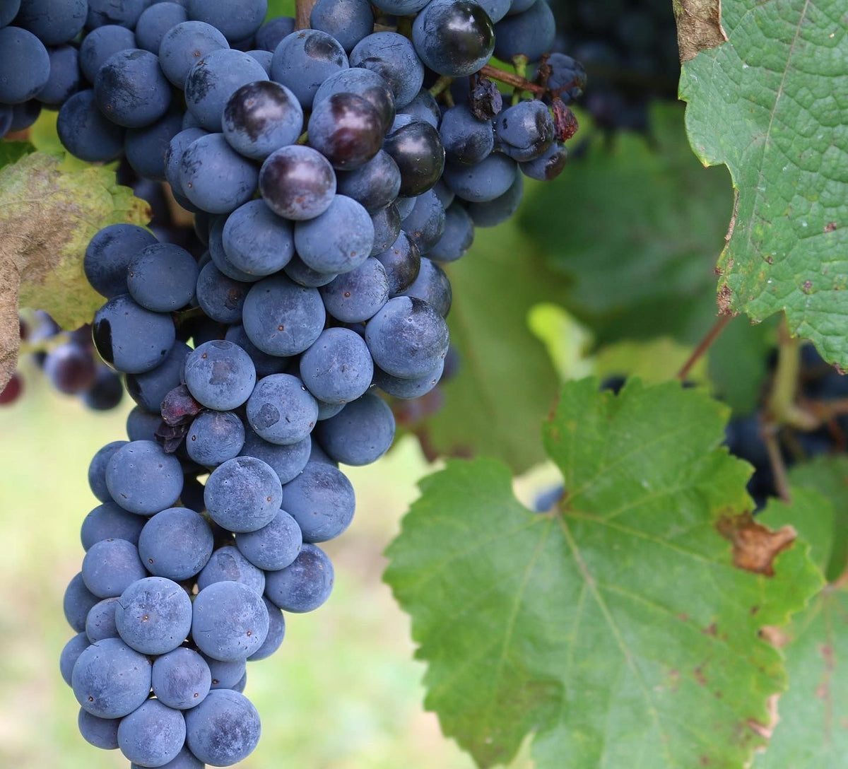 Red Grape Varieties in Austria – Time Market